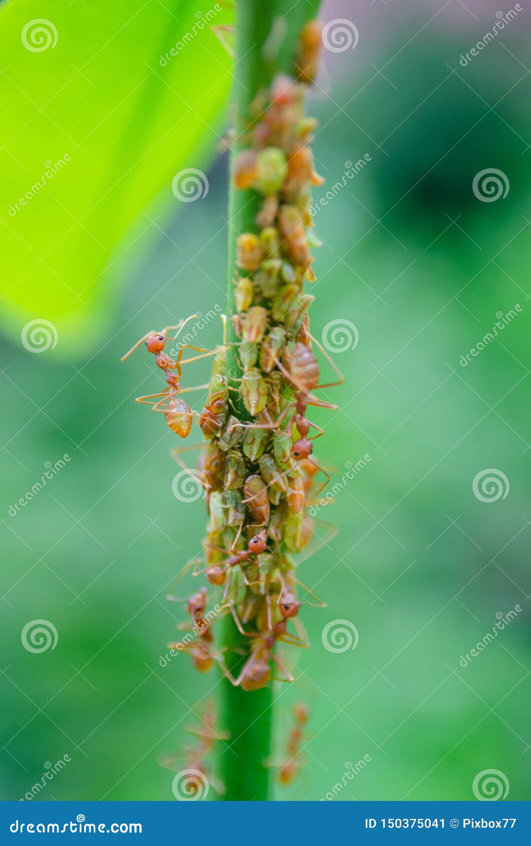 Group of Aphid with Red Ant on Tree Branch Stock Image - Image of ...