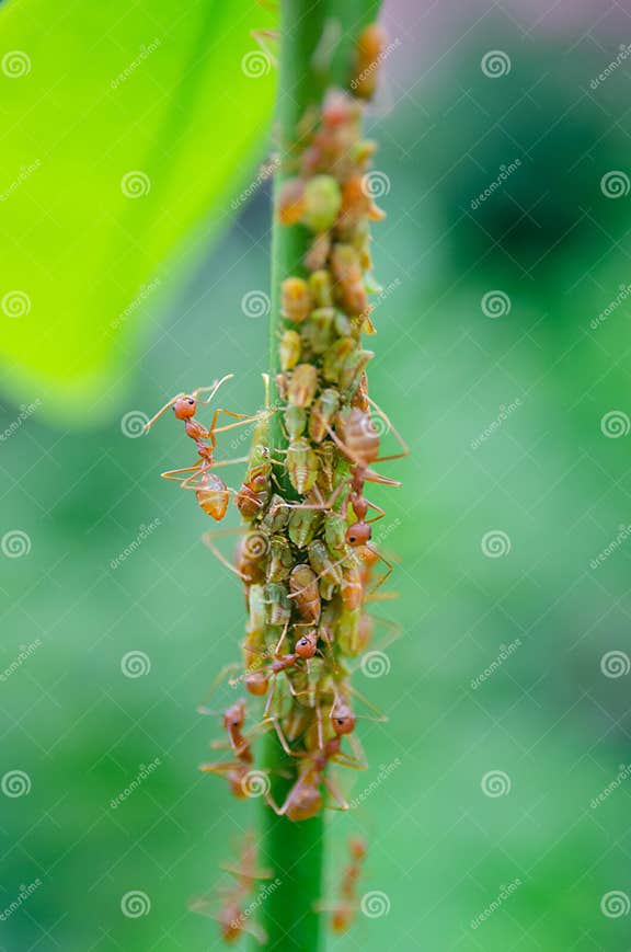 Group of Aphid with Red Ant on Tree Branch Stock Image - Image of ...