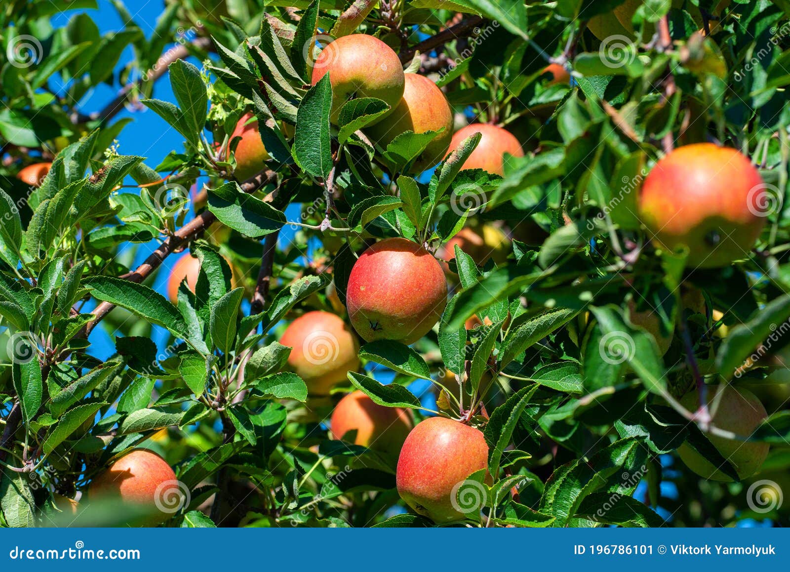 A Group of Apples on an Apple Tree Stock Image - Image of growth, crop ...