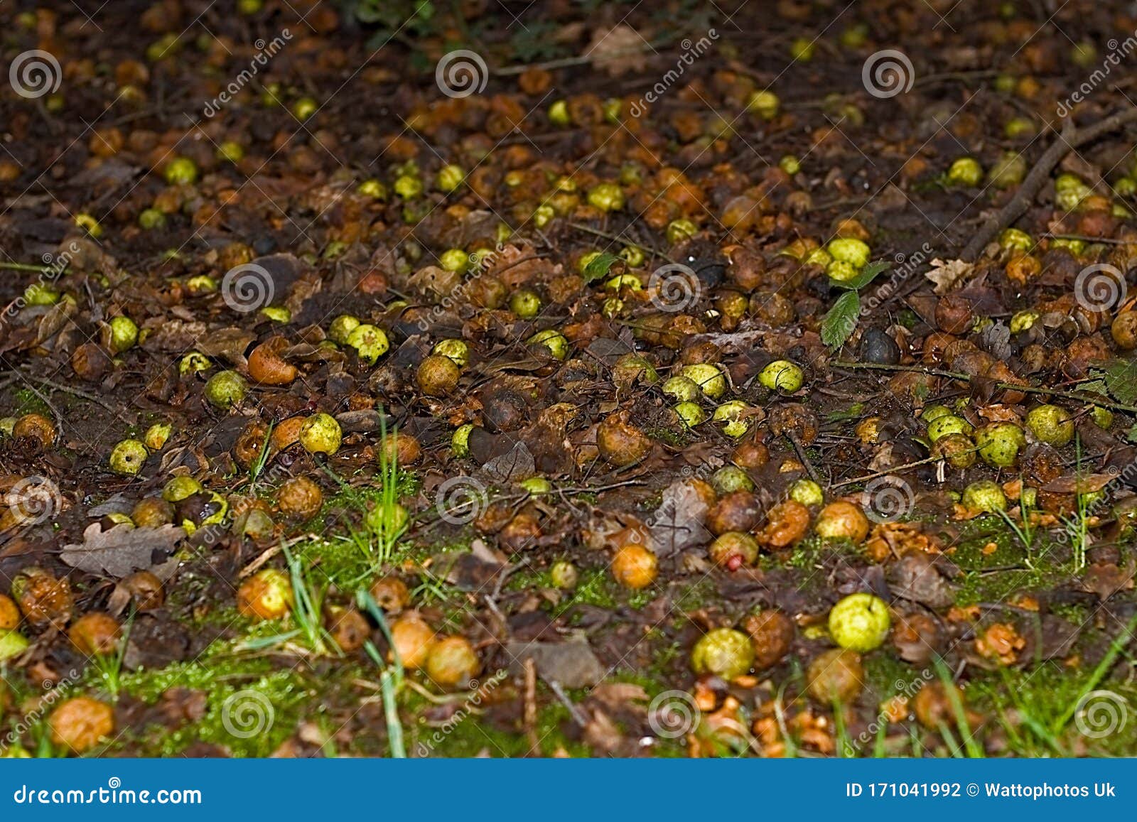 Group of Apples in a Forest on the Ground Stock Photo - Image of tree ...