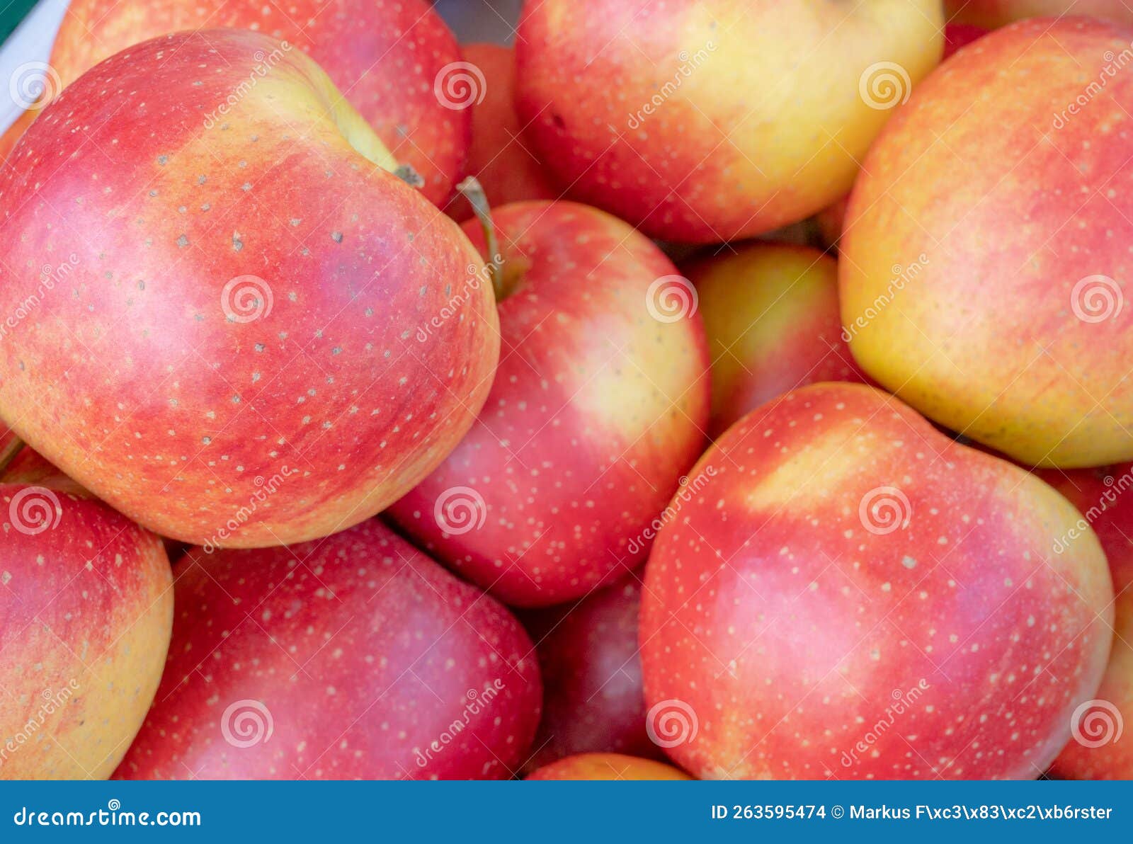A group of apples stock photo. Image of fruit, plant - 263595474