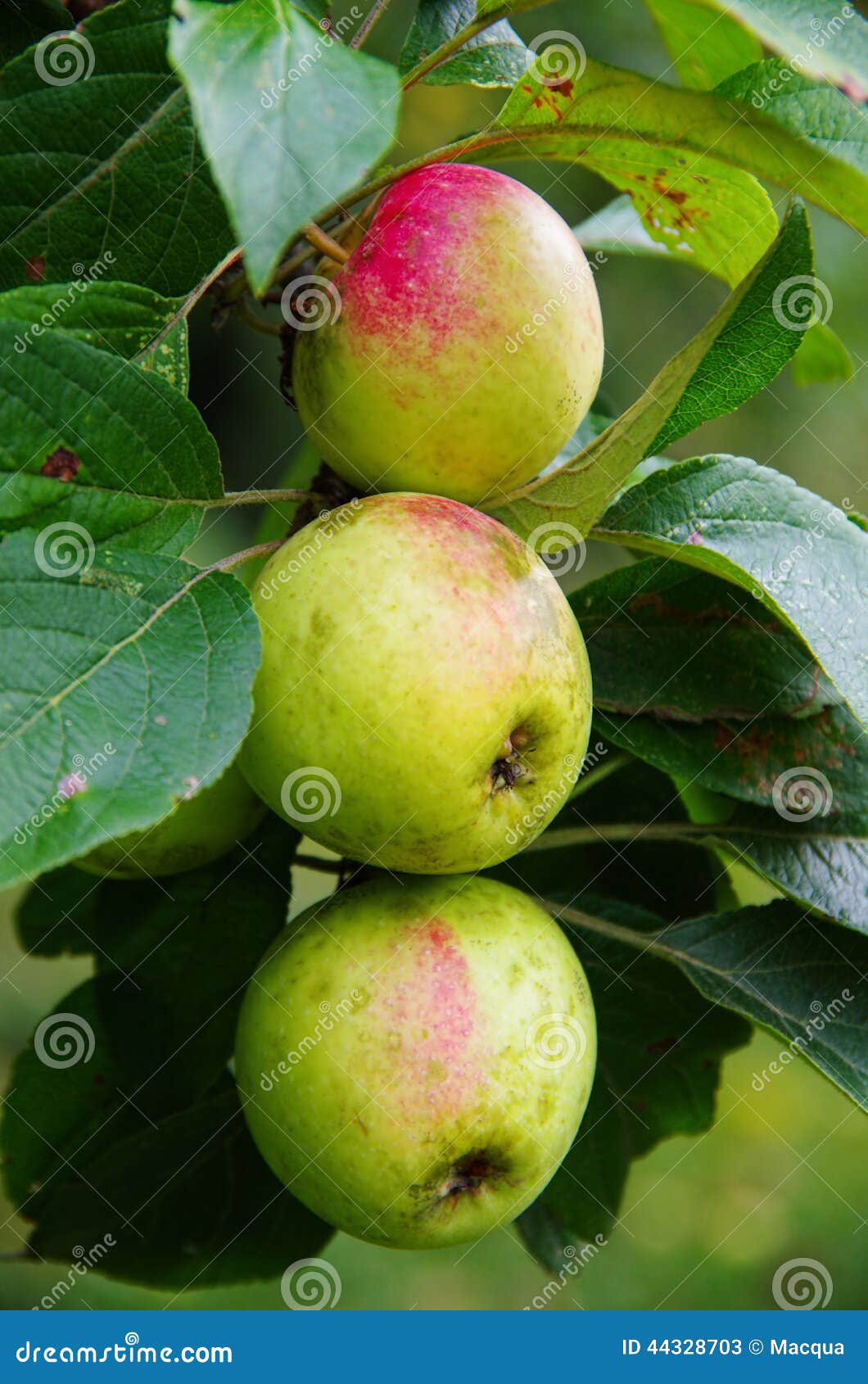Group of apples Pinova stock image. Image of pinova, cultivation - 44328703