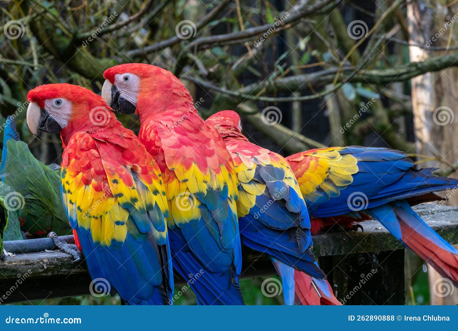 Group of Ara Parrots, Red Parrot Stock Photo - Image of jungle, flying ...