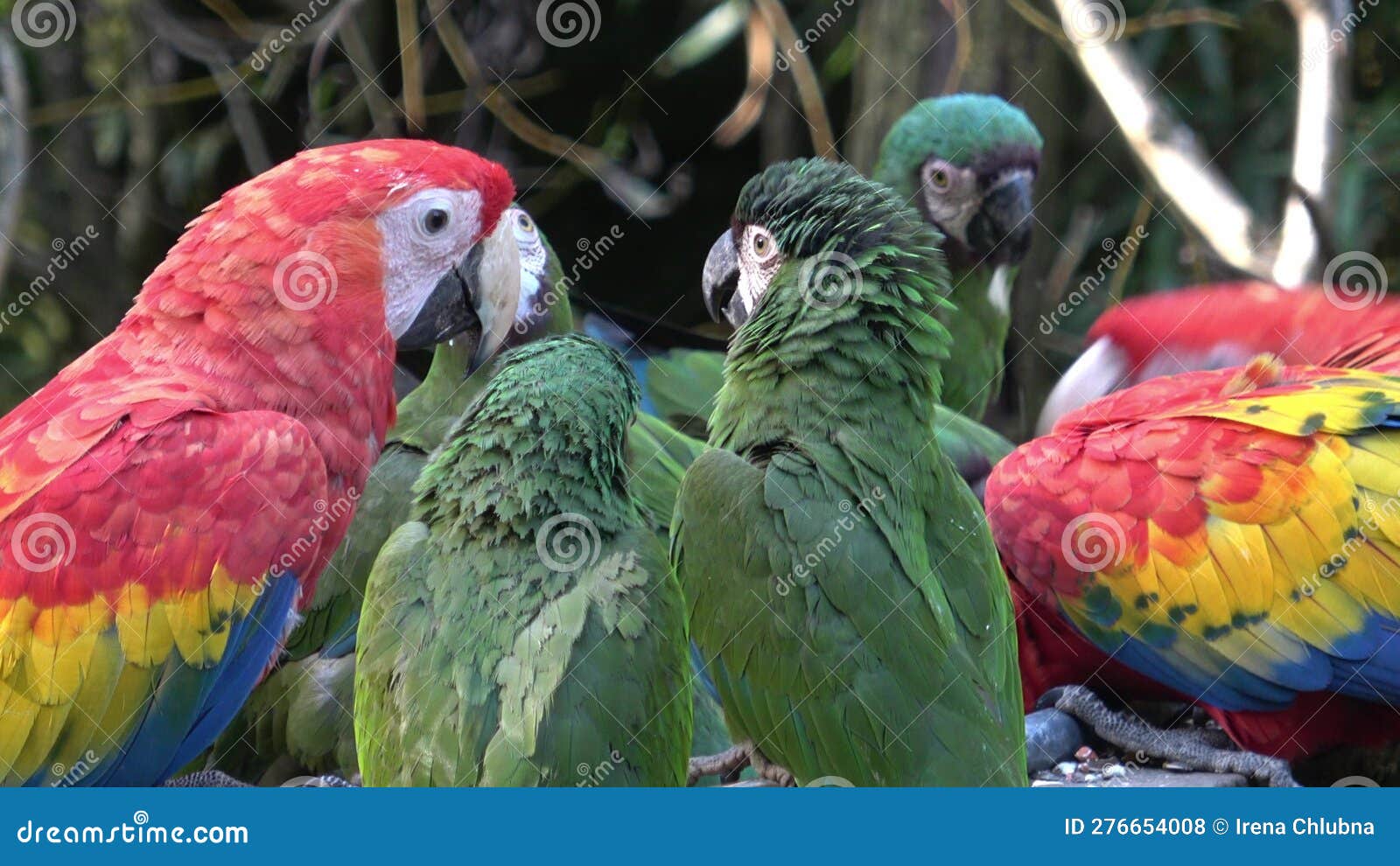 Group of Ara Parrots, Red Parrot Scarlet Macaw, Ara Macao Stock Photo ...