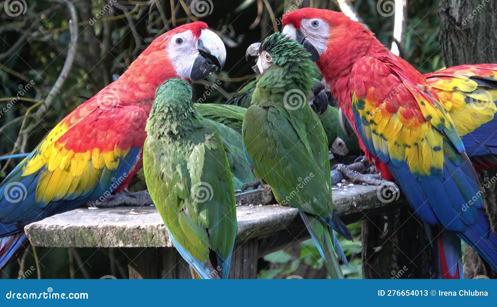 Group of Ara Parrots, Red Parrot Scarlet Macaw, Ara Macao Stock Image ...