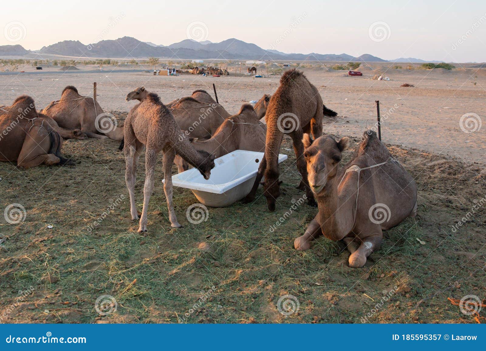 A Group of Arab Camels in the Barn Saudi Arabia . Stock Image - Image ...