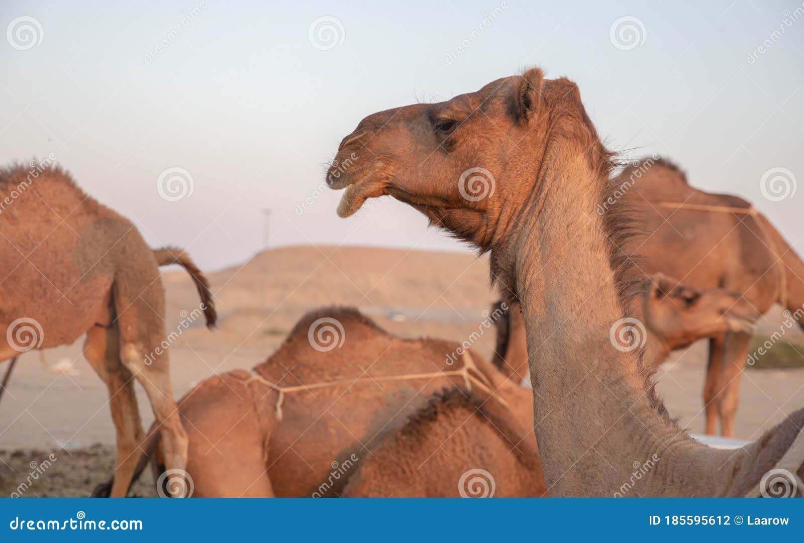 A Group of Arab Camels in the Barn Saudi Arabia . Stock Photo - Image ...