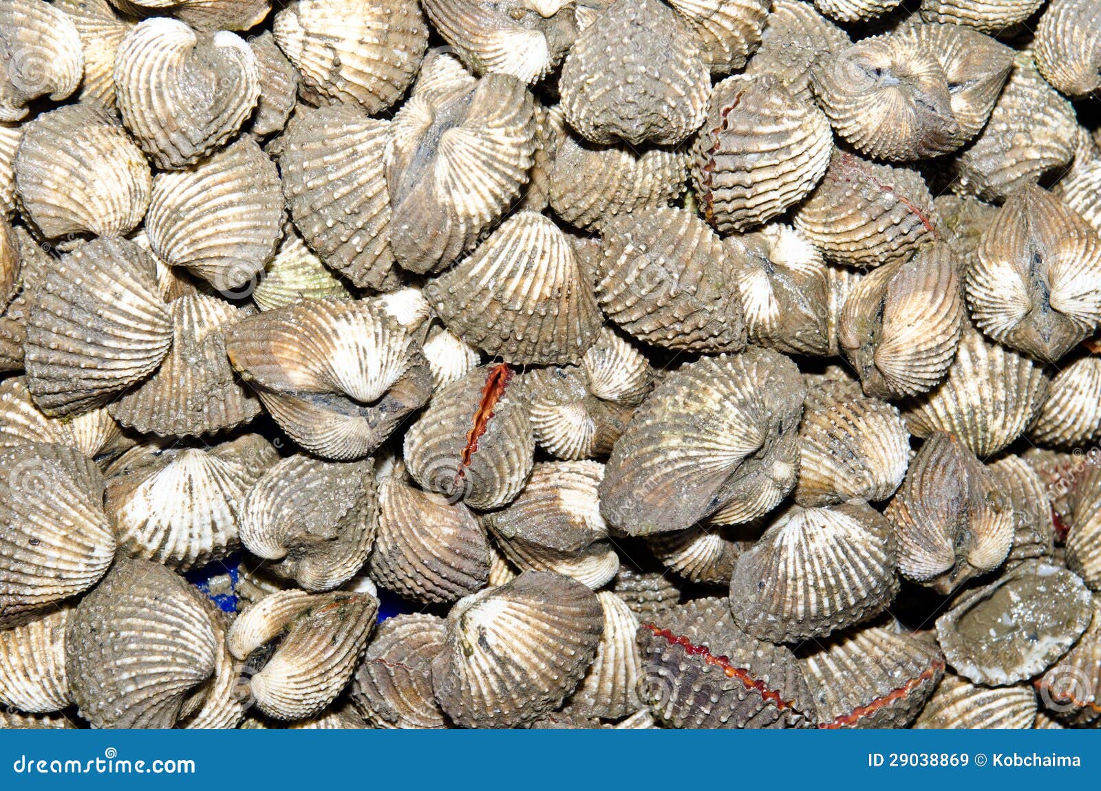 Group of ark shell stock image. Image of black, group - 29038869