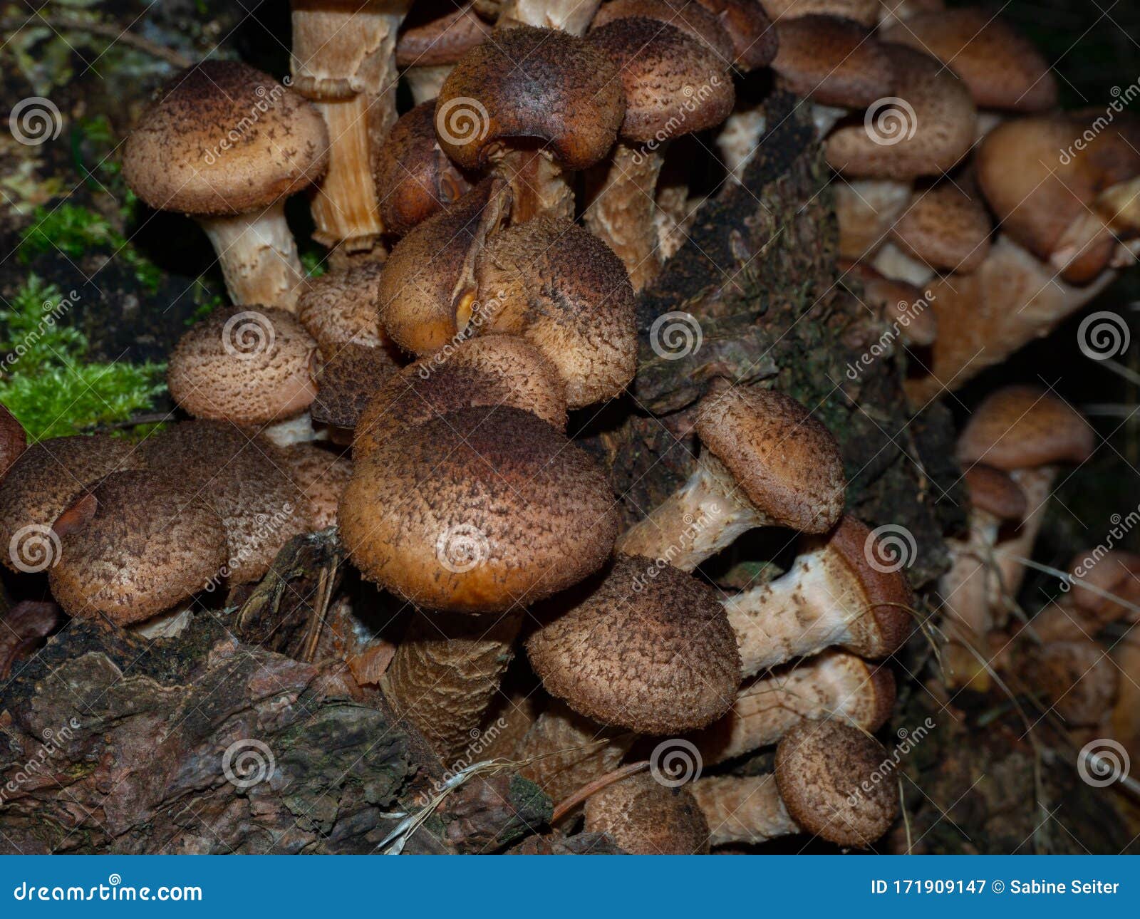 Group of Armillaria on Forest Ground Stock Image - Image of fungus ...