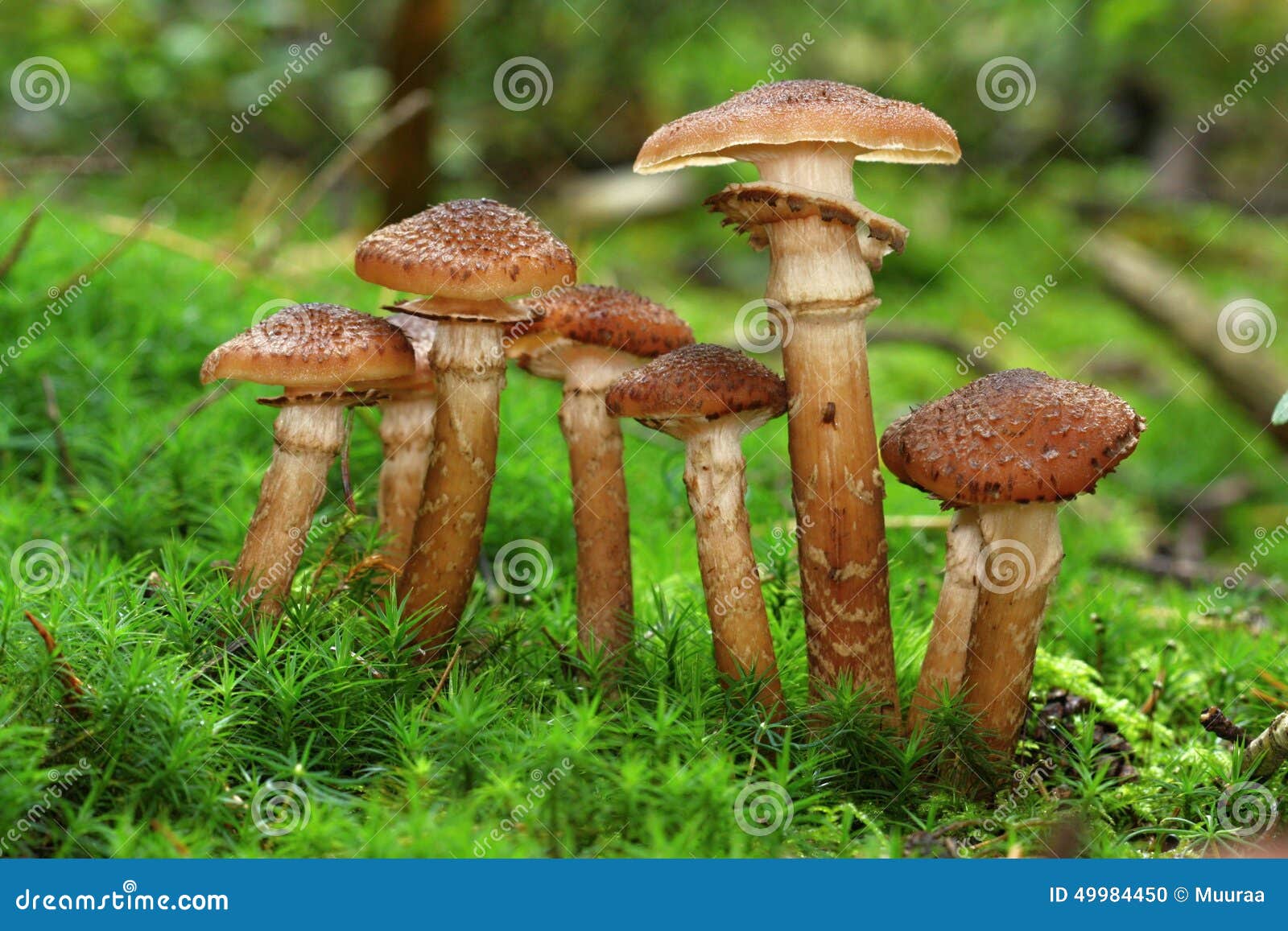 Group of the armillaria stock photo. Image of ripe, armillariella ...