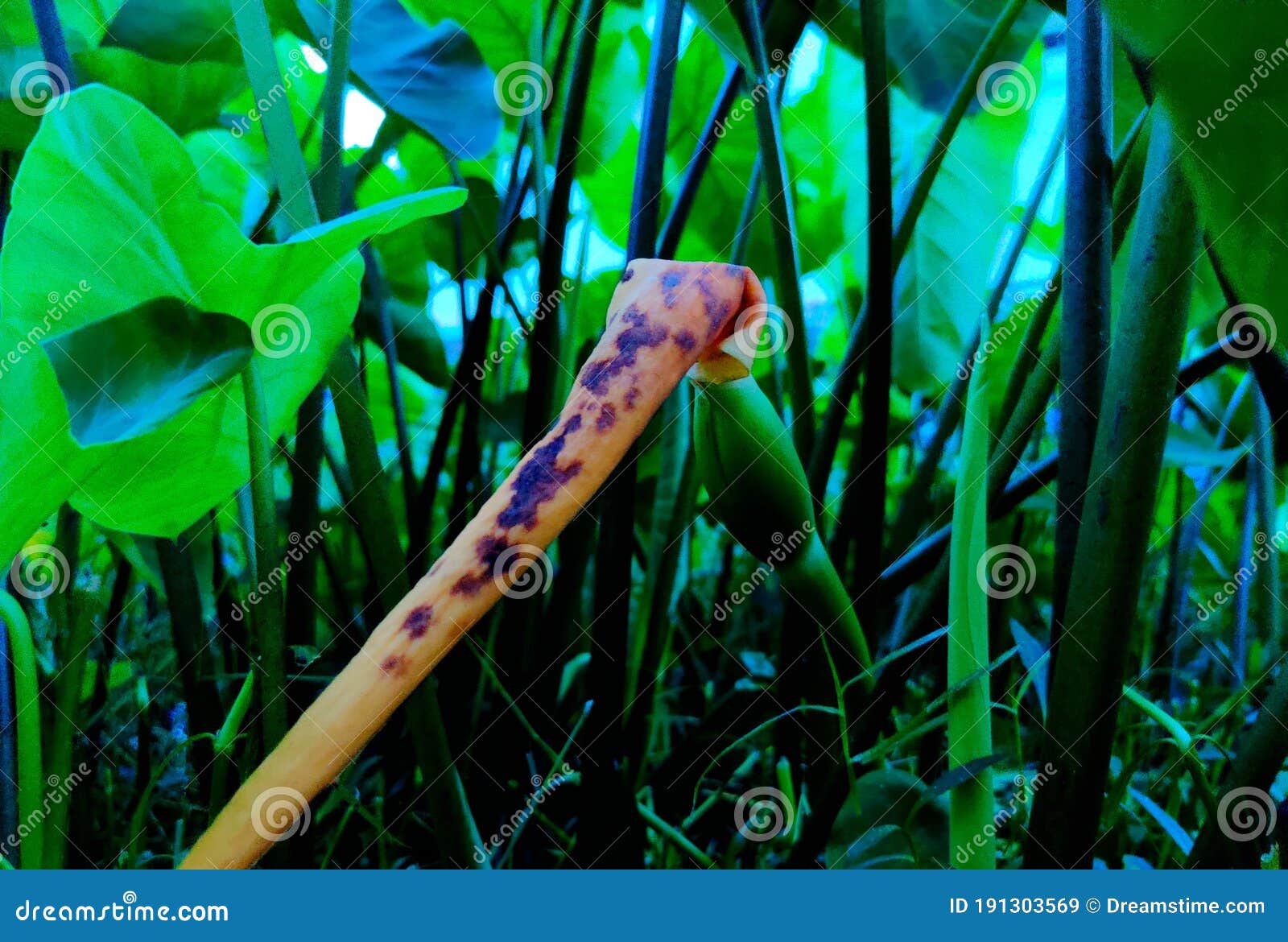 A group of aroid plants stock image. Image of underwater - 191303569