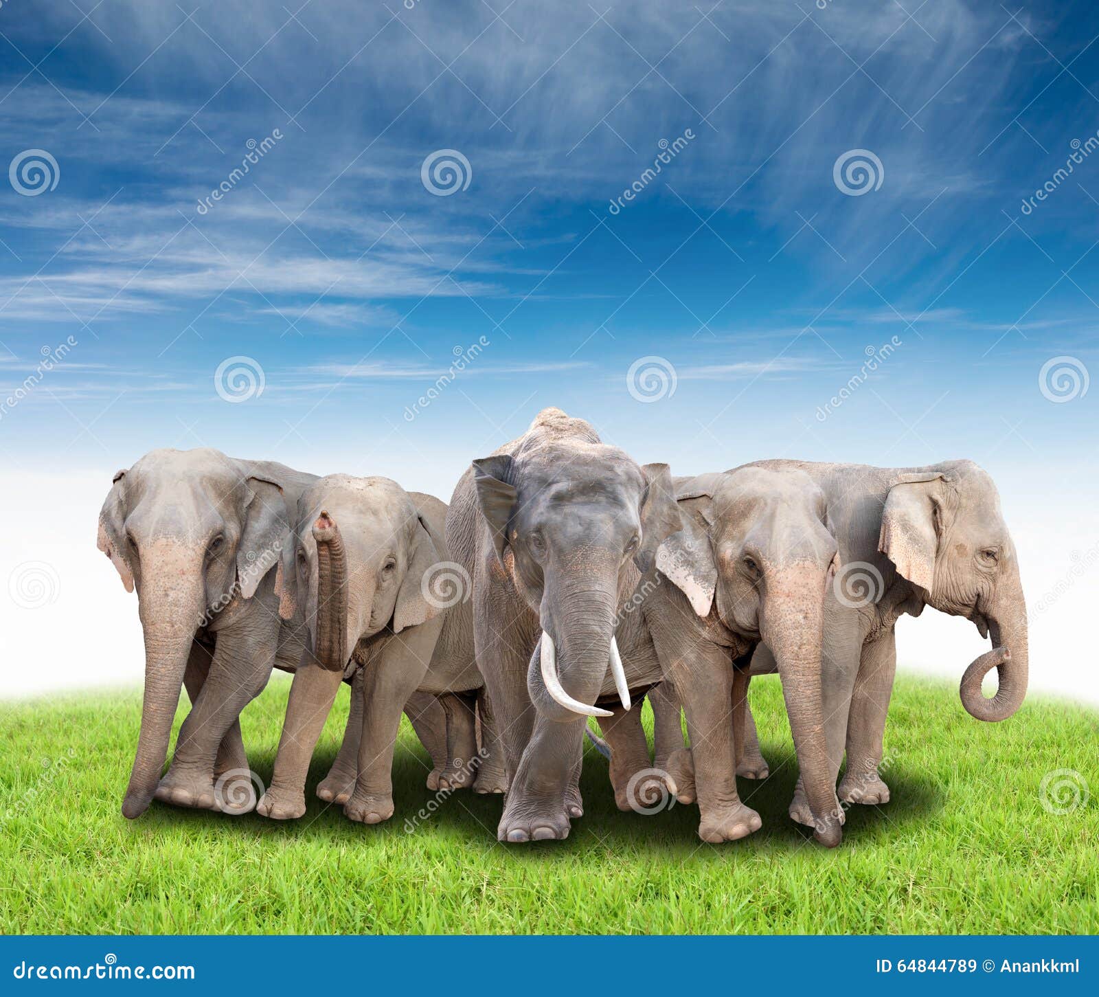 Group of asia elephant stock image. Image of large, ivory - 64844789