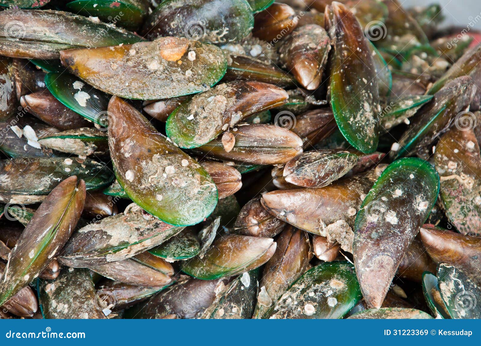 The Group of Asian Green Mussel Stock Image - Image of cook, fresh ...