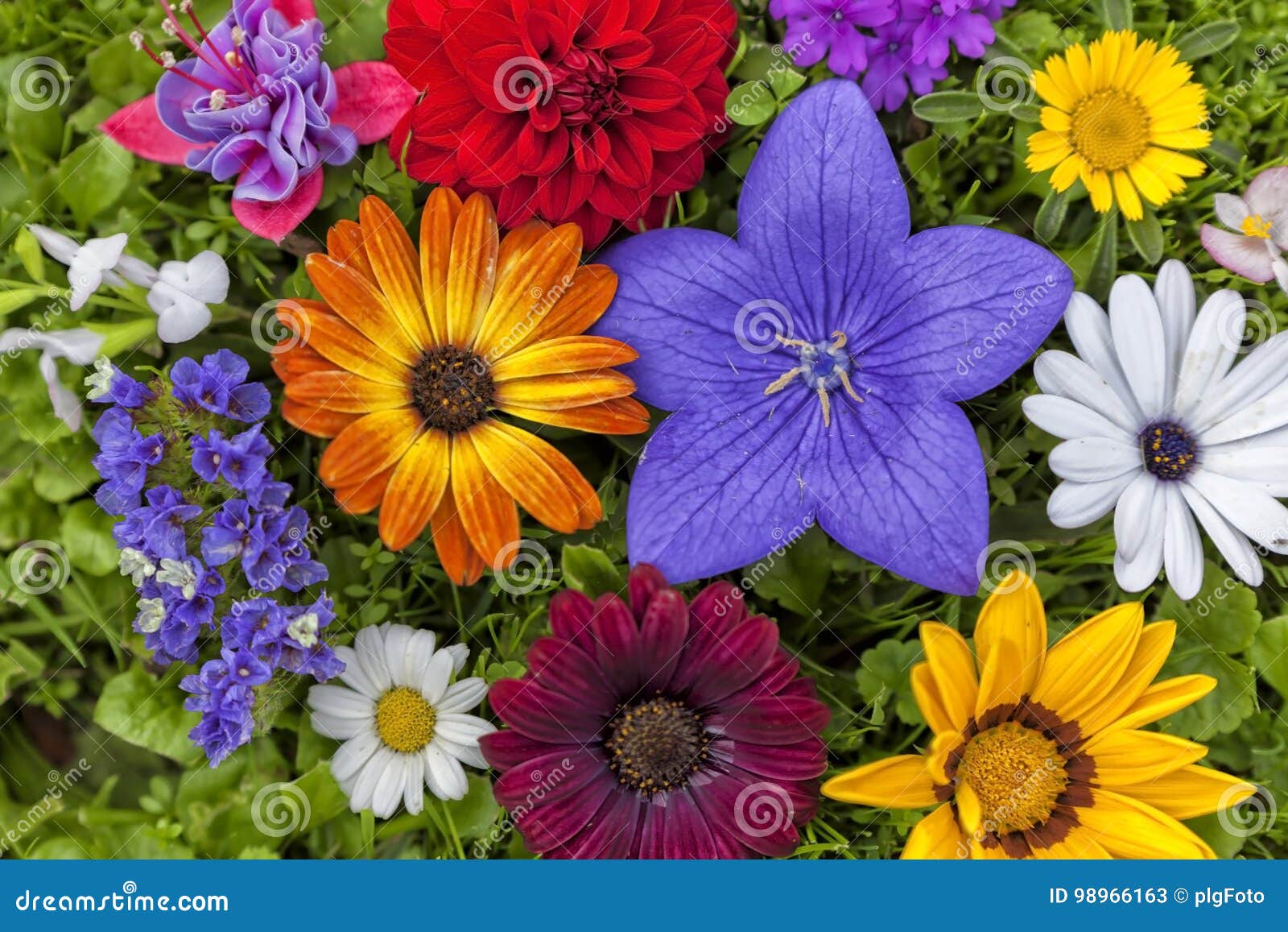 Assorted flowers. stock image. Image of green, lawn, miscellaneous ...