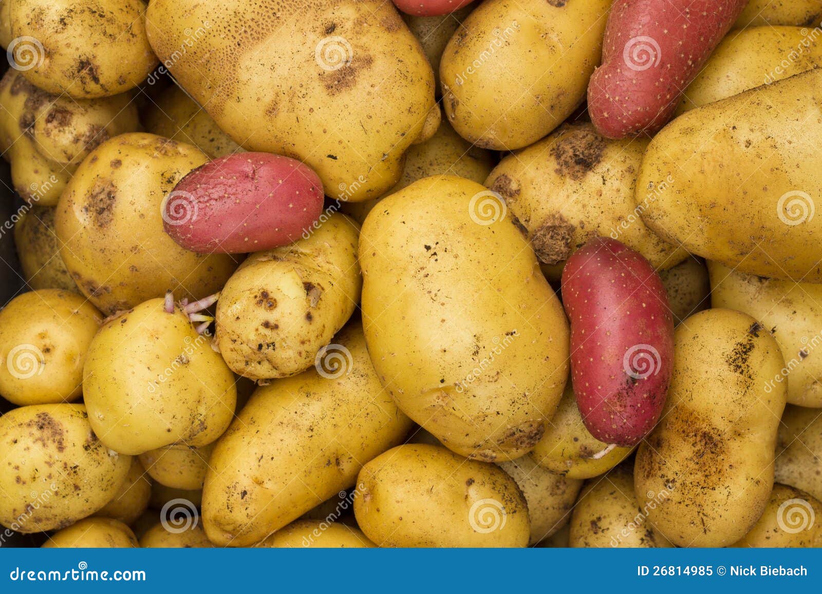 Group of Assorted Potatoes stock image. Image of delicious - 26814985