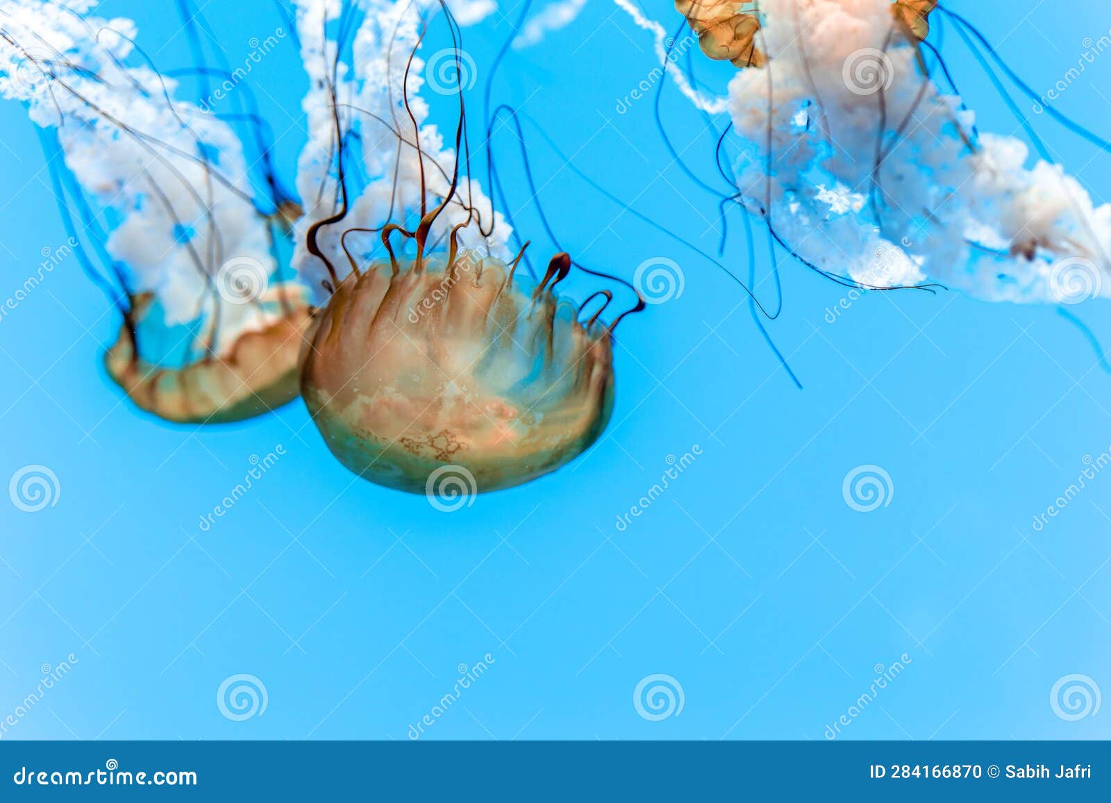 Jellyfish In Water Small Jellyfish Aquarium Royalty-Free Stock Photo ...