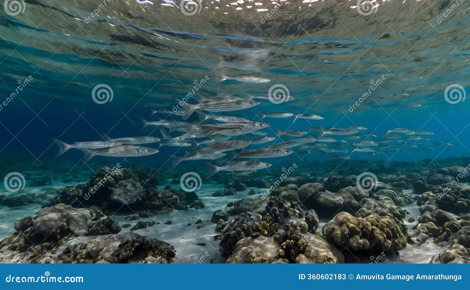 Needlefish Or Long Tom Swimming Side View Retro Black And White Vector ...