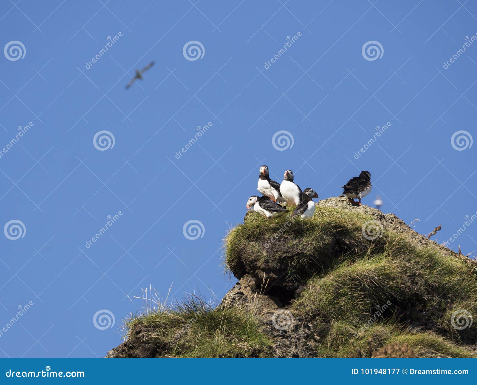Atlantic Puffins Nesting in Dyrholaey, Iceland Stock Image - Image of ...