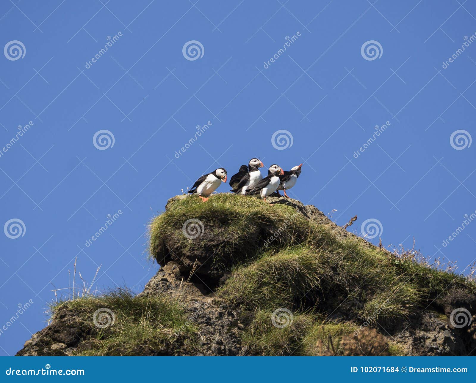 Atlantic Puffins Nesting in Dyrholaey, Iceland Stock Photo - Image of ...