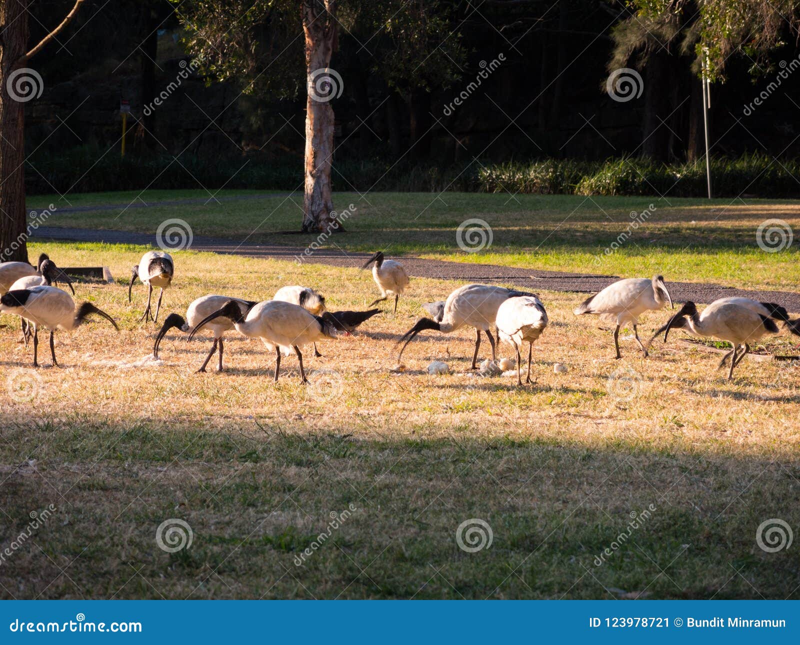 Group of Australian White Ibis in the Public Park. Stock Image - Image ...