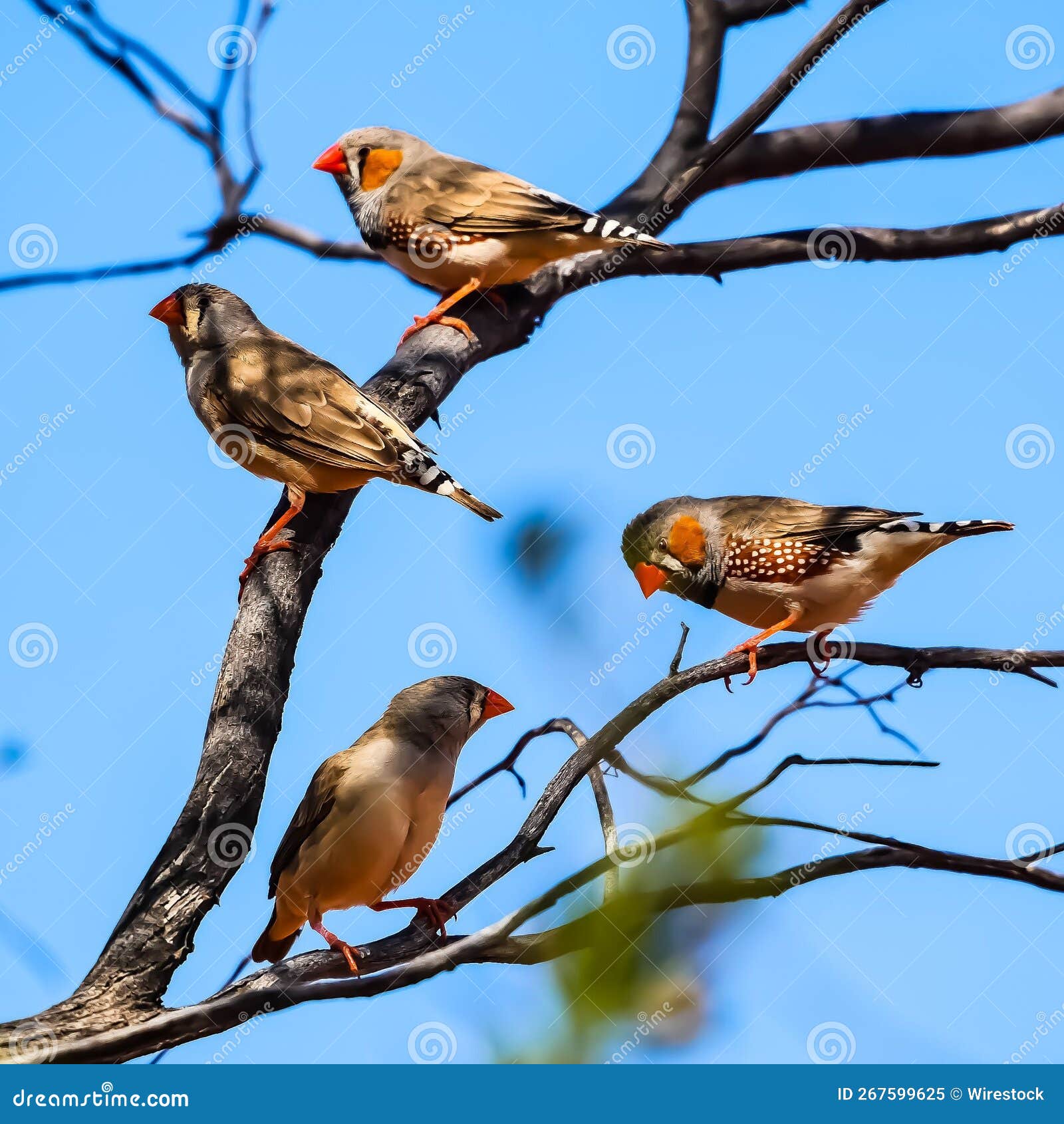 Group of Australian Zebra Finches Perched on a Tree Stock Image - Image ...