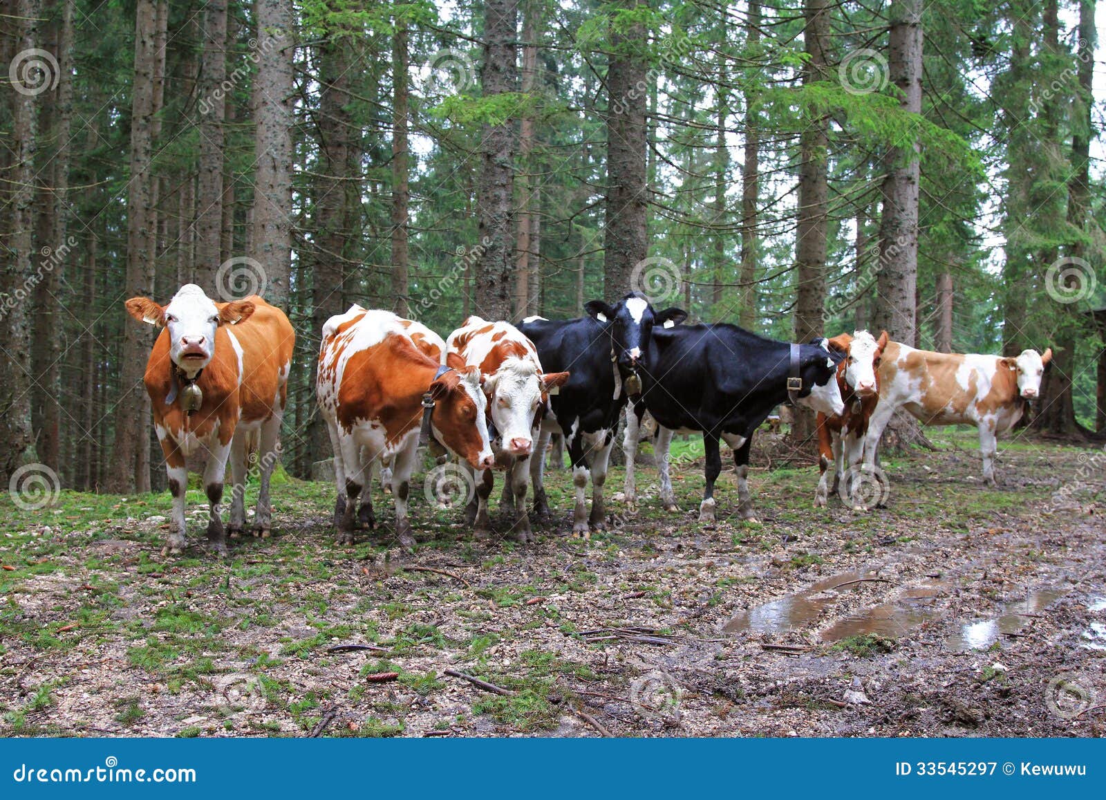 A group of Austrian cows stock image. Image of clouds - 33545297
