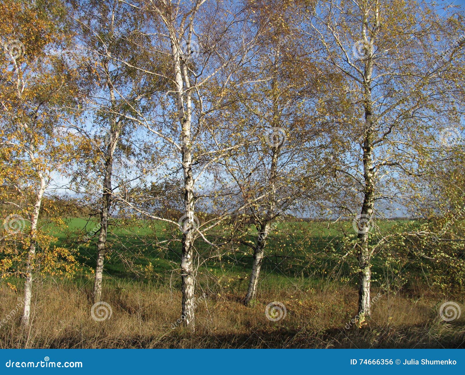 A Group of Autumn Birch Trees in Sunlight Stock Photo - Image of bright ...