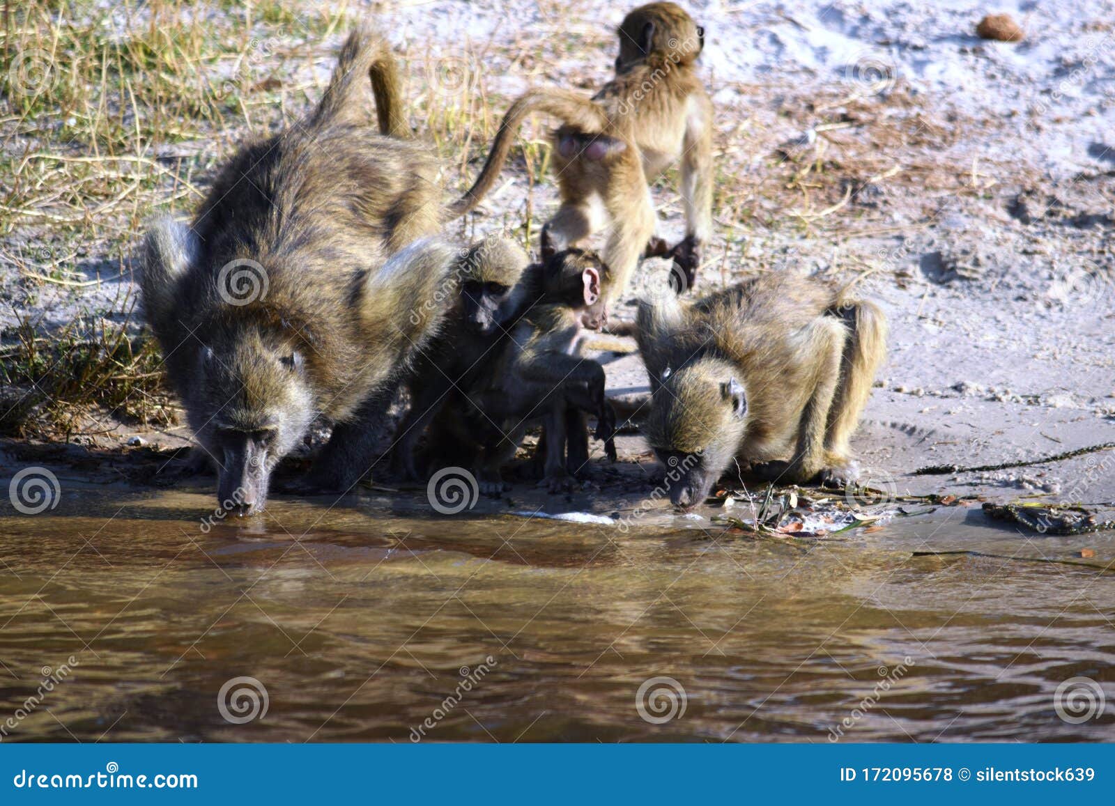 A Group of Baboons Drinking Water of Chobe River Stock Photo - Image of ...
