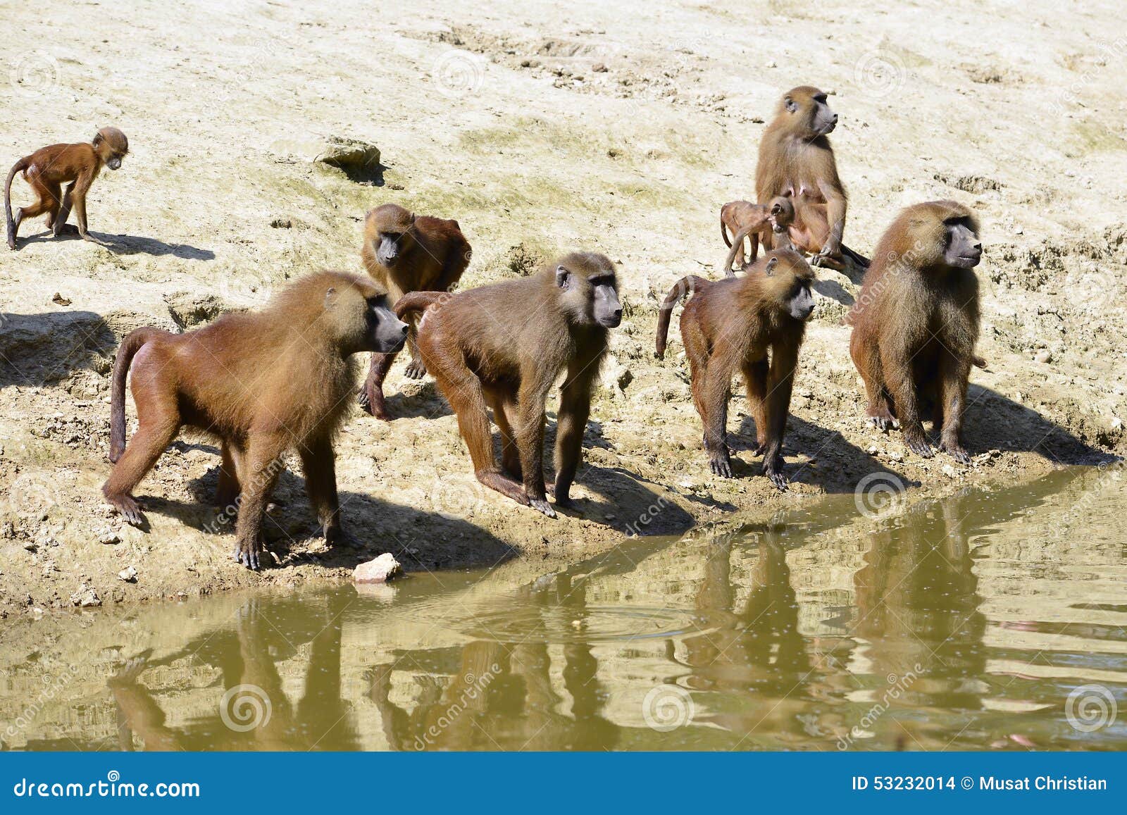 Group of baboons stock photo. Image of hair, ground, brown - 53232014