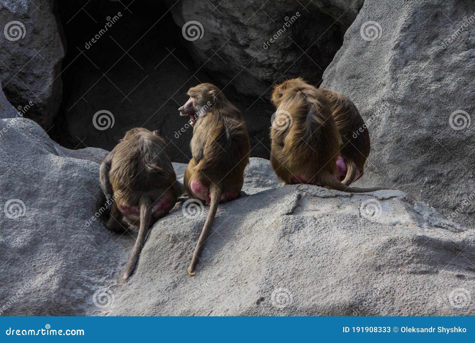 A Group of Baboons Sitting on a Rock Stock Image - Image of bird, funny ...