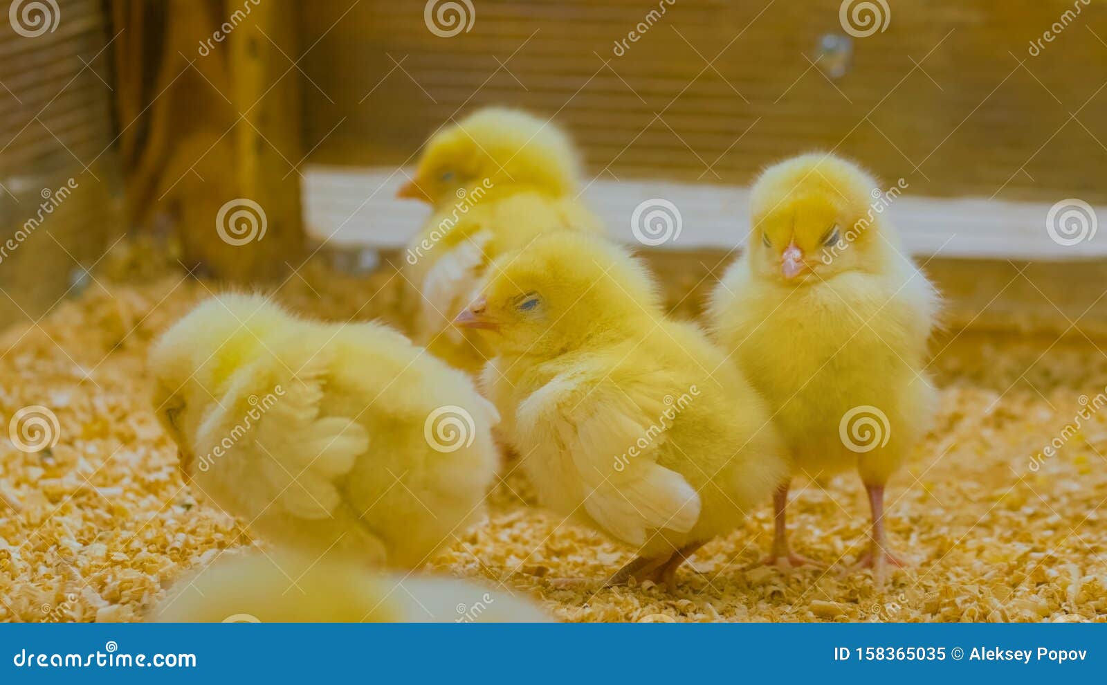 Group of Baby Chickens on Farm Stock Image - Image of agriculture ...