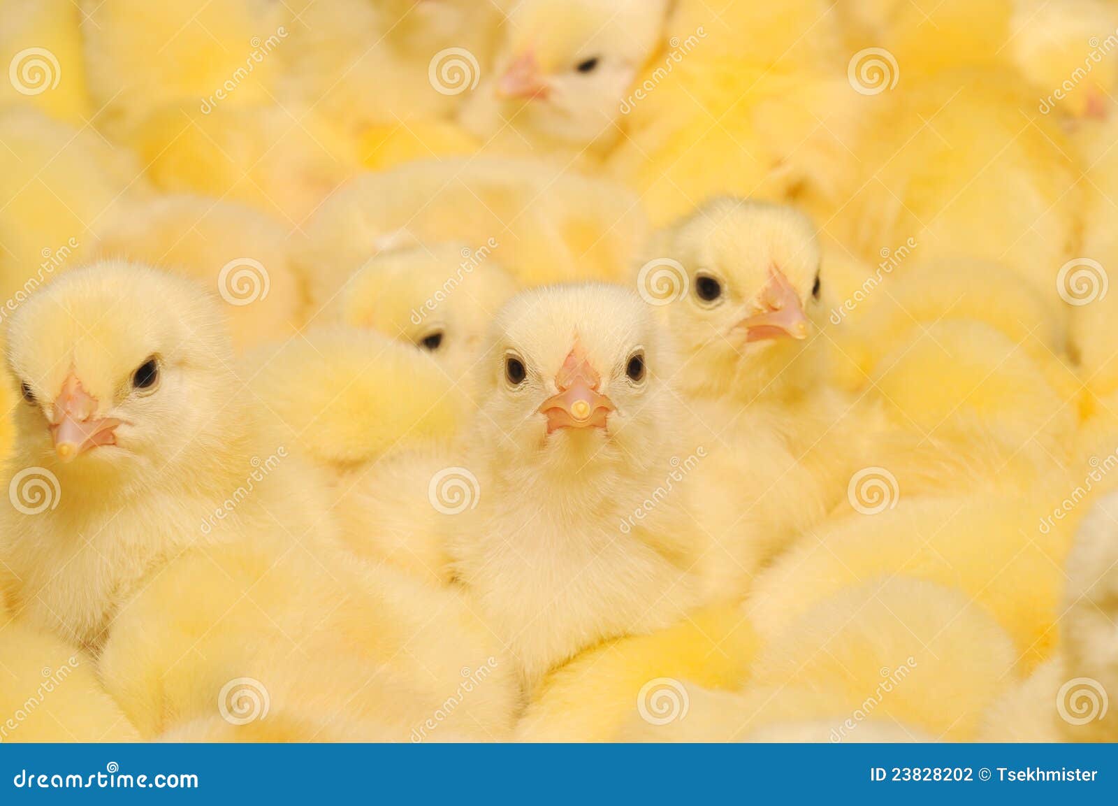 Group of Baby Chicks stock photo. Image of baby, growing - 23828202