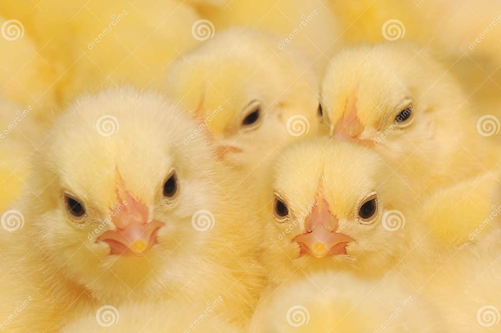 Group of Baby Chicks stock image. Image of growing, cute - 23828207