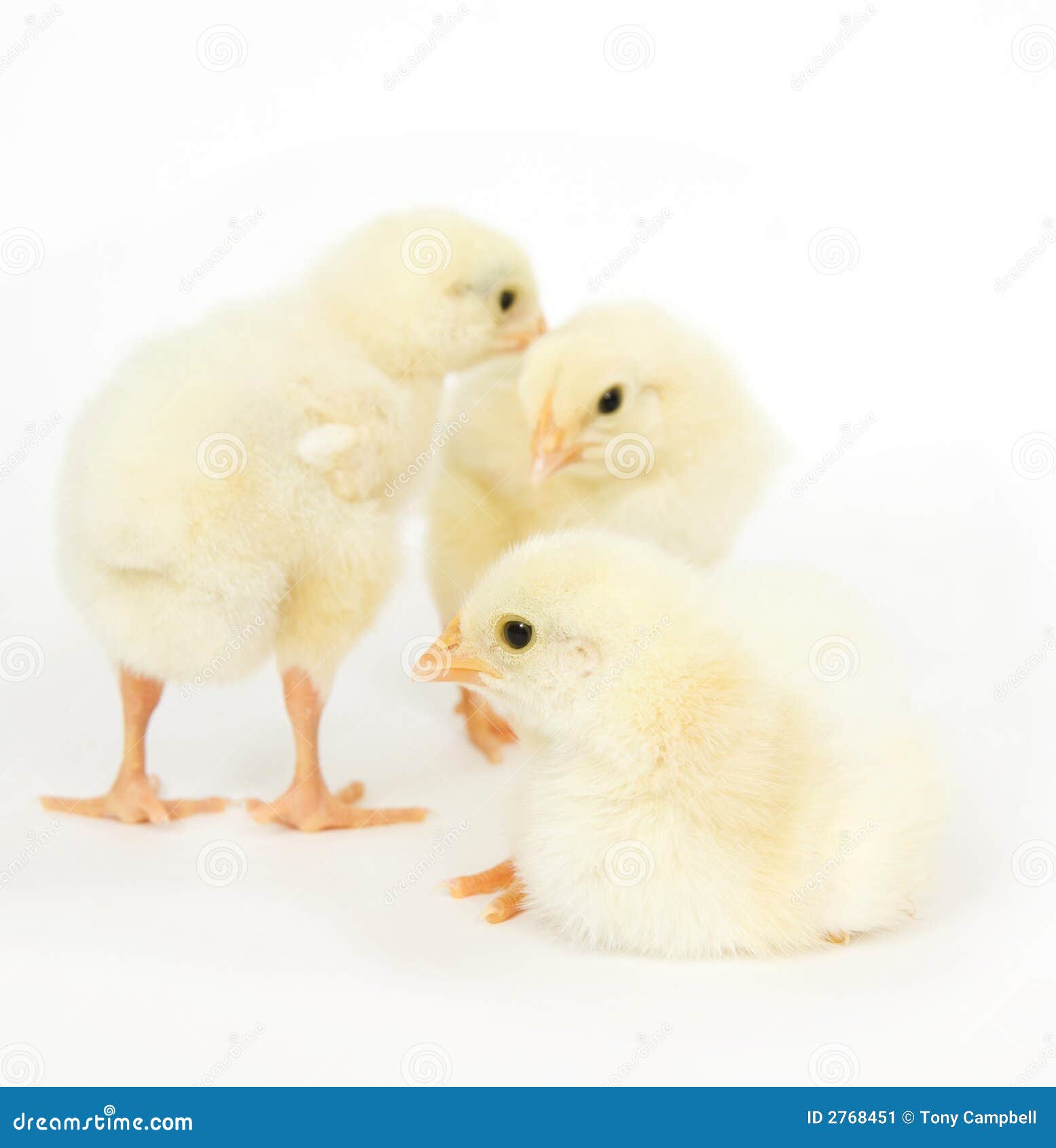 Group of baby chicks stock image. Image of fuzzy, rest - 2768451