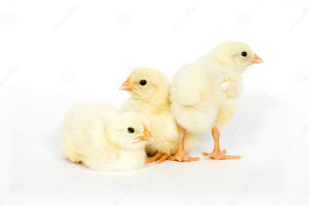 Group of baby chicks stock image. Image of isolated, feathers - 2768453