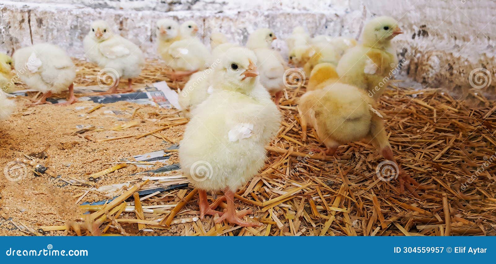 Group of Baby Chicks on the Farm Stock Image - Image of eggshell, birds ...