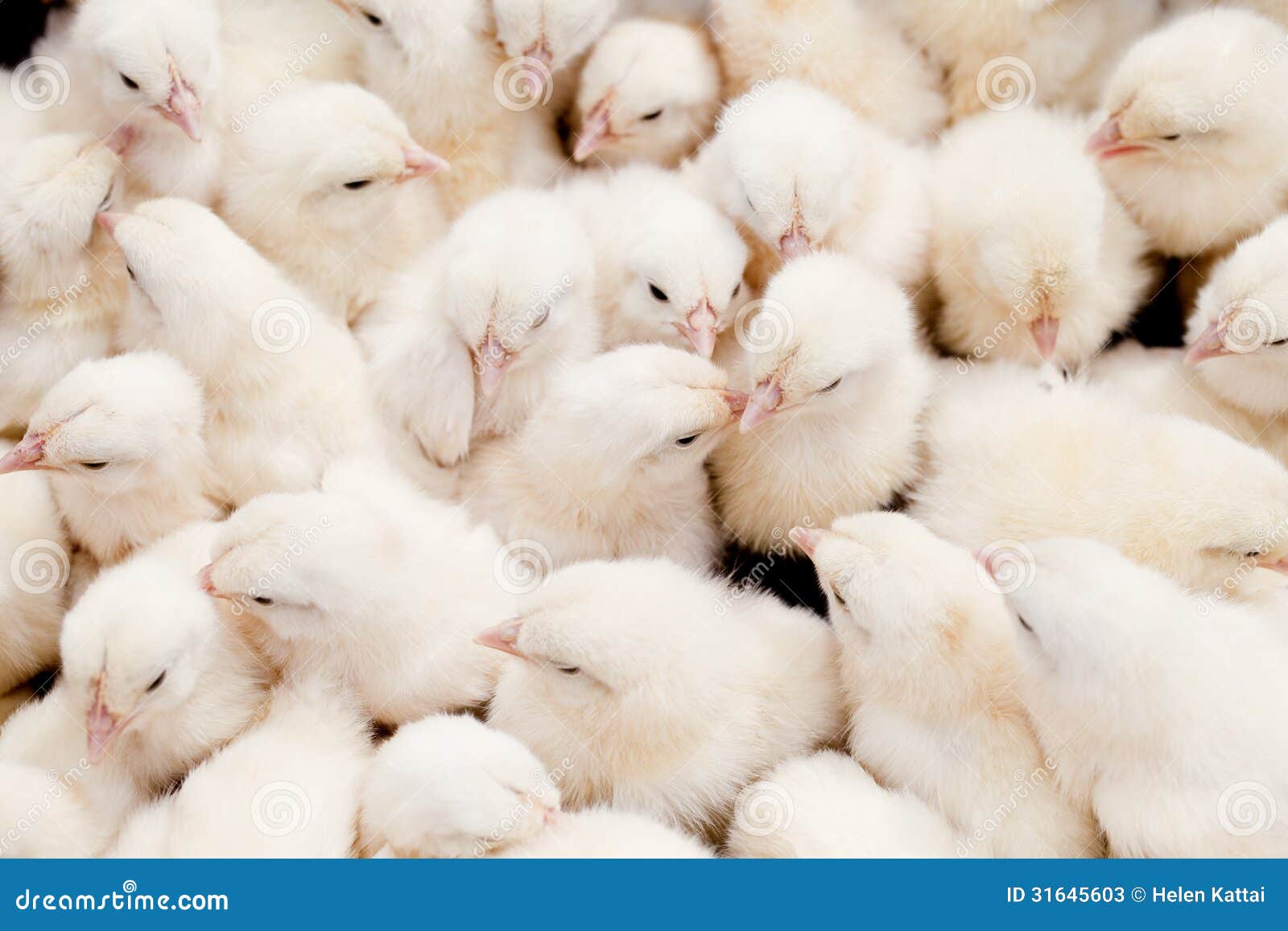 Group of Baby Chicks stock image. Image of feather, concept - 31645603