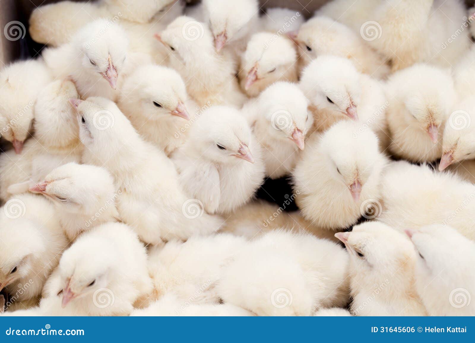 Group of Baby Chicks stock photo. Image of chick, little - 31645606
