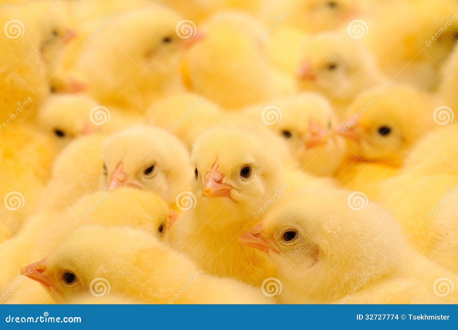 Group of Baby Chicks stock photo. Image of animals, birds - 32727774
