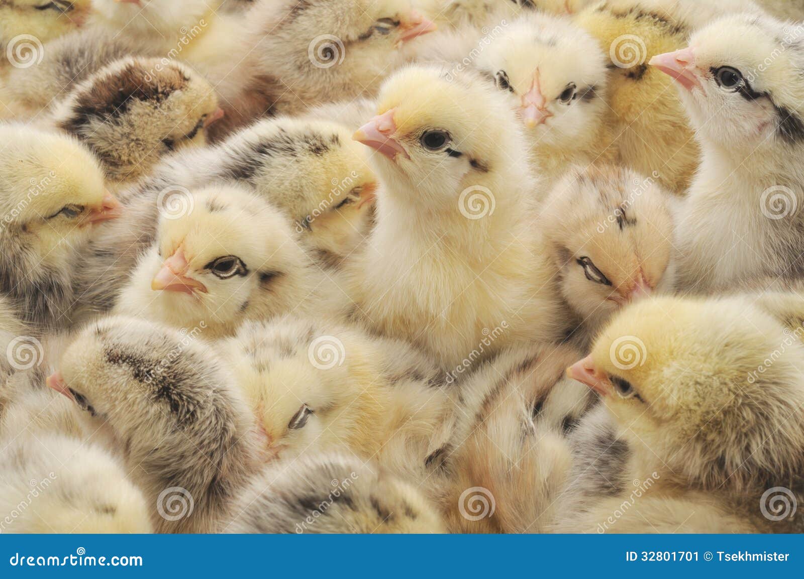 Group of Baby Chicks stock image. Image of tiny, chickens - 32801701