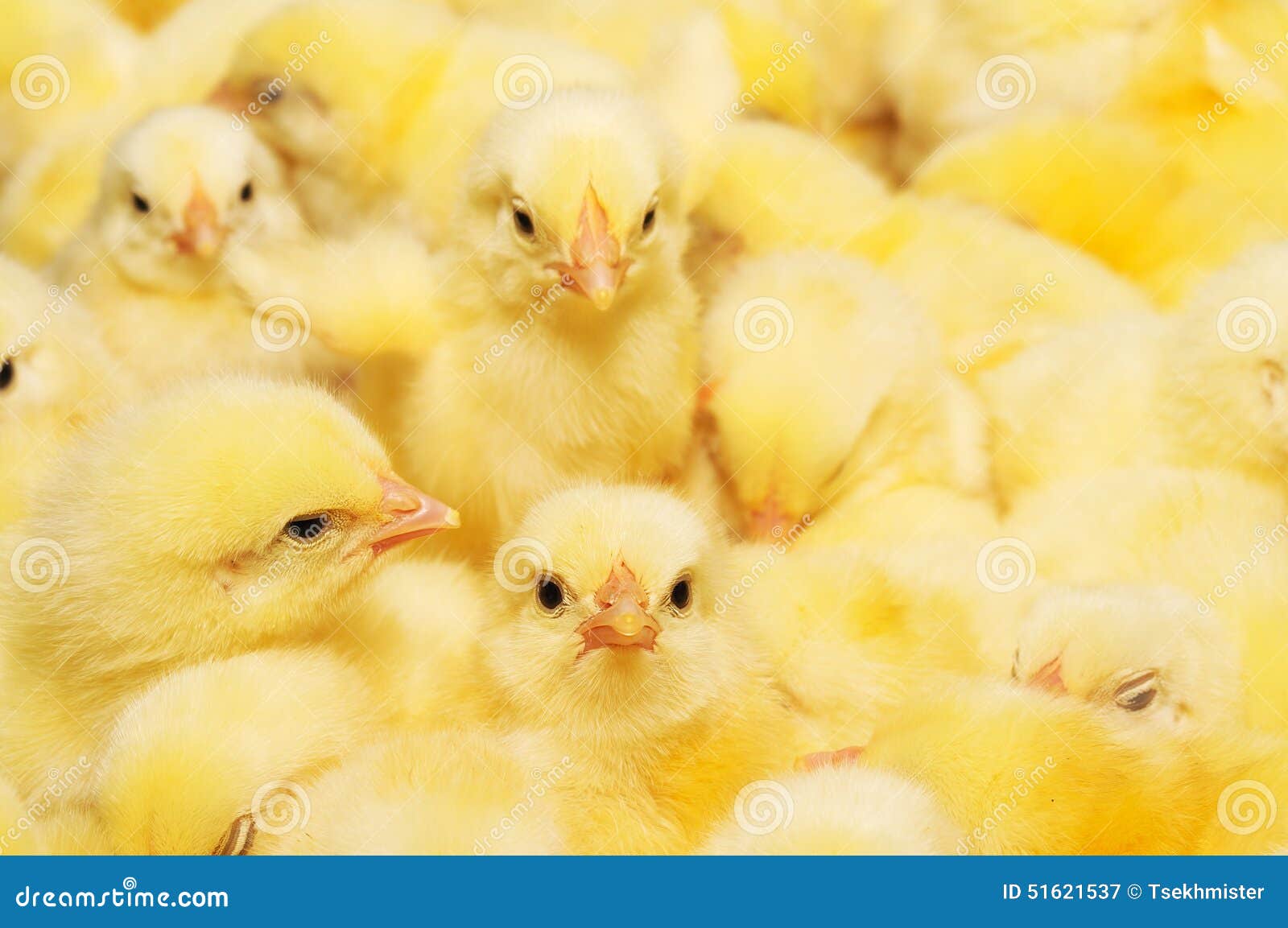 Group of Baby Chicks stock image. Image of color, baby - 51621537