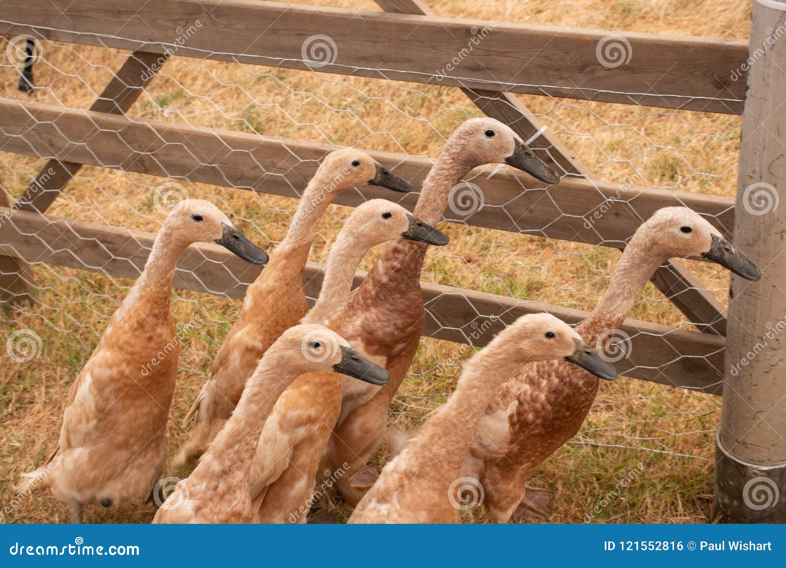 Group of baby geese in pen stock photo. Image of running - 121552816