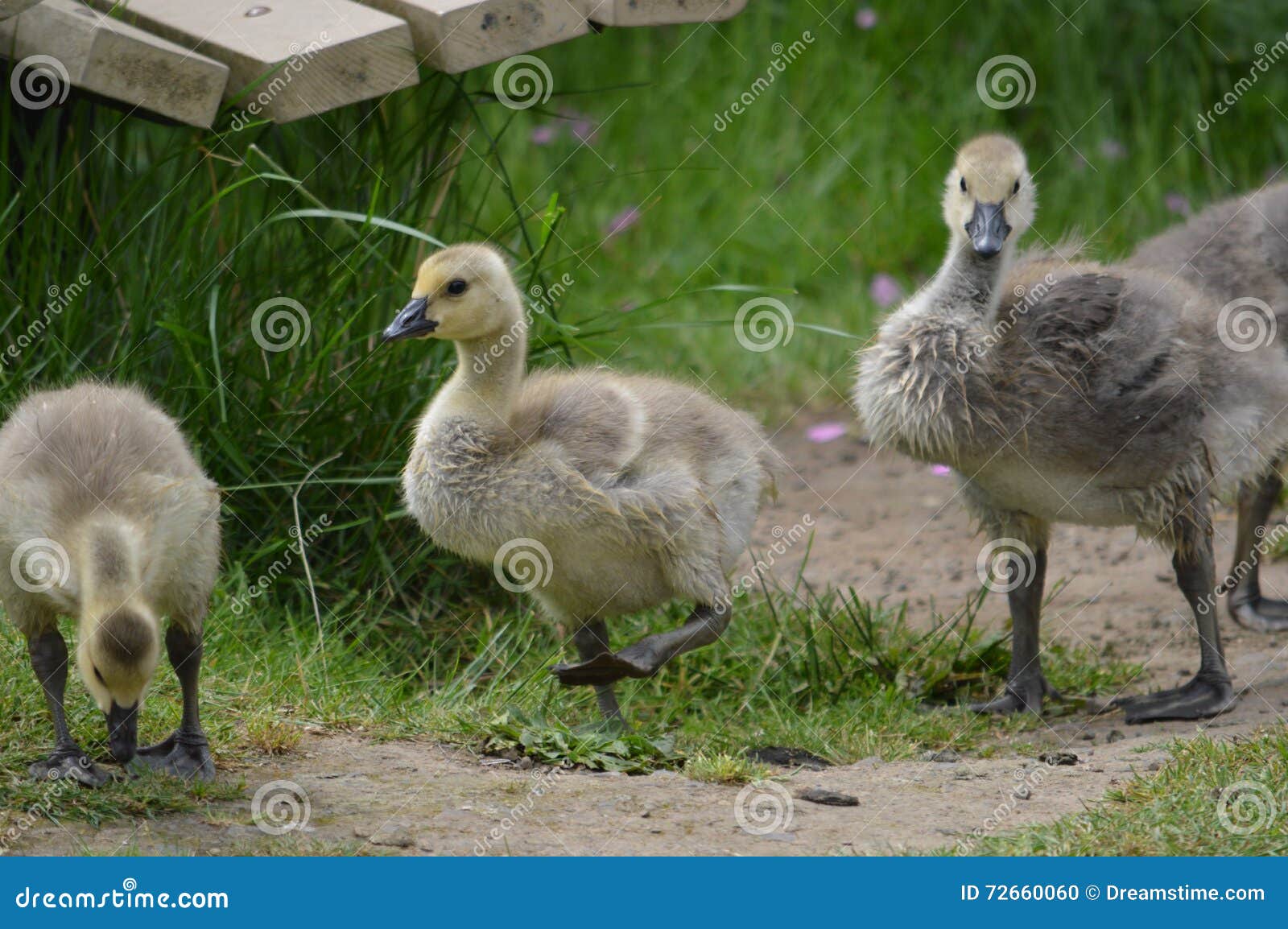 Group of baby geese stock photo. Image of baby, beautiful - 72660060