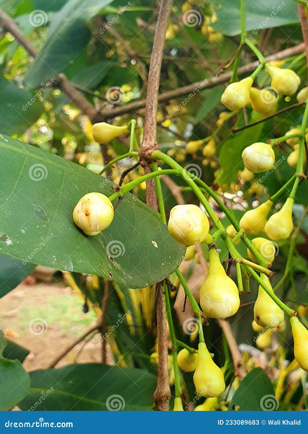 The group of baby guava stock image. Image of group - 233089683