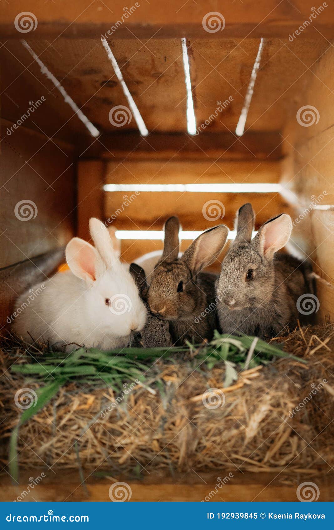Group of Baby Rabbits Inside a Cage Stock Image - Image of healthy ...