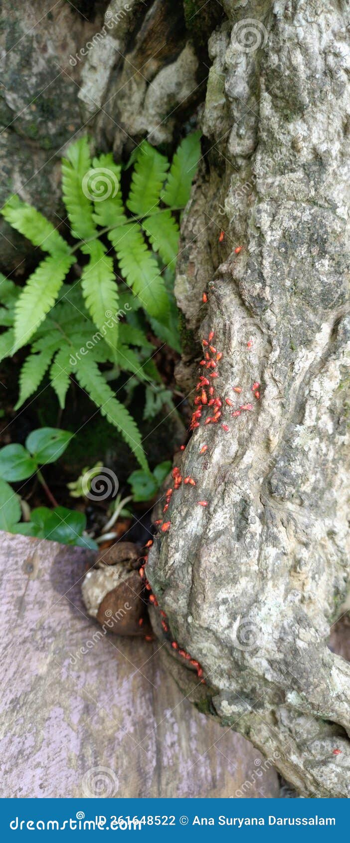 Group of Baby Yellow Beetles Stock Photo - Image of produce, beetles ...