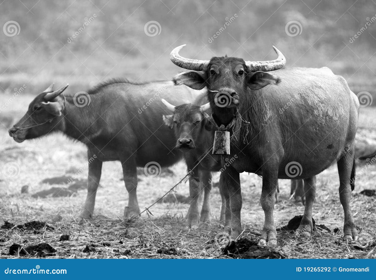 A group of baffaloes stock photo. Image of buffalo, harvest - 19265292