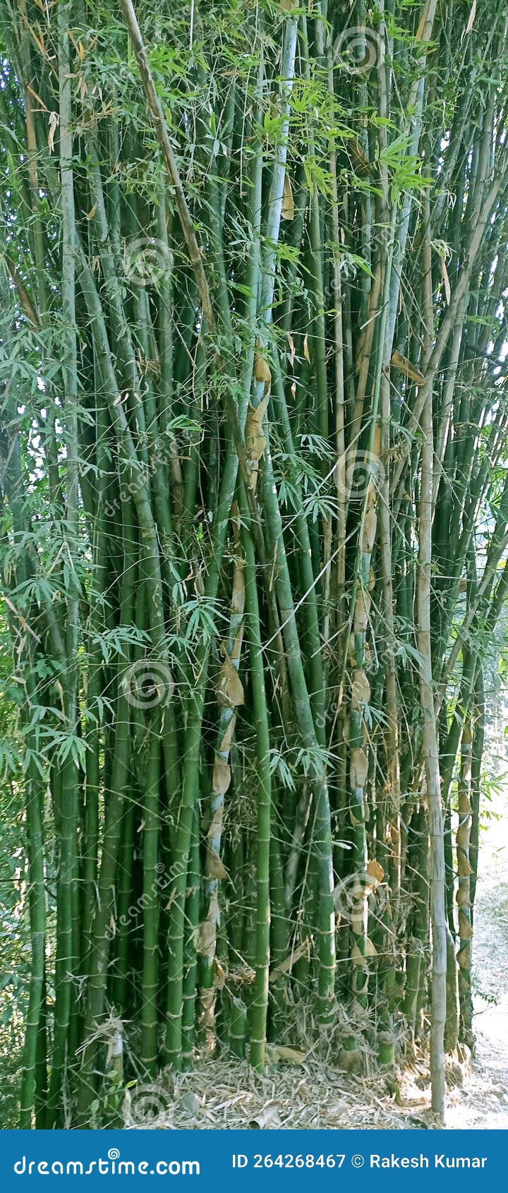 Group of Bamboo Trees in Forest in Himachal Pradesh India 21 Stock ...