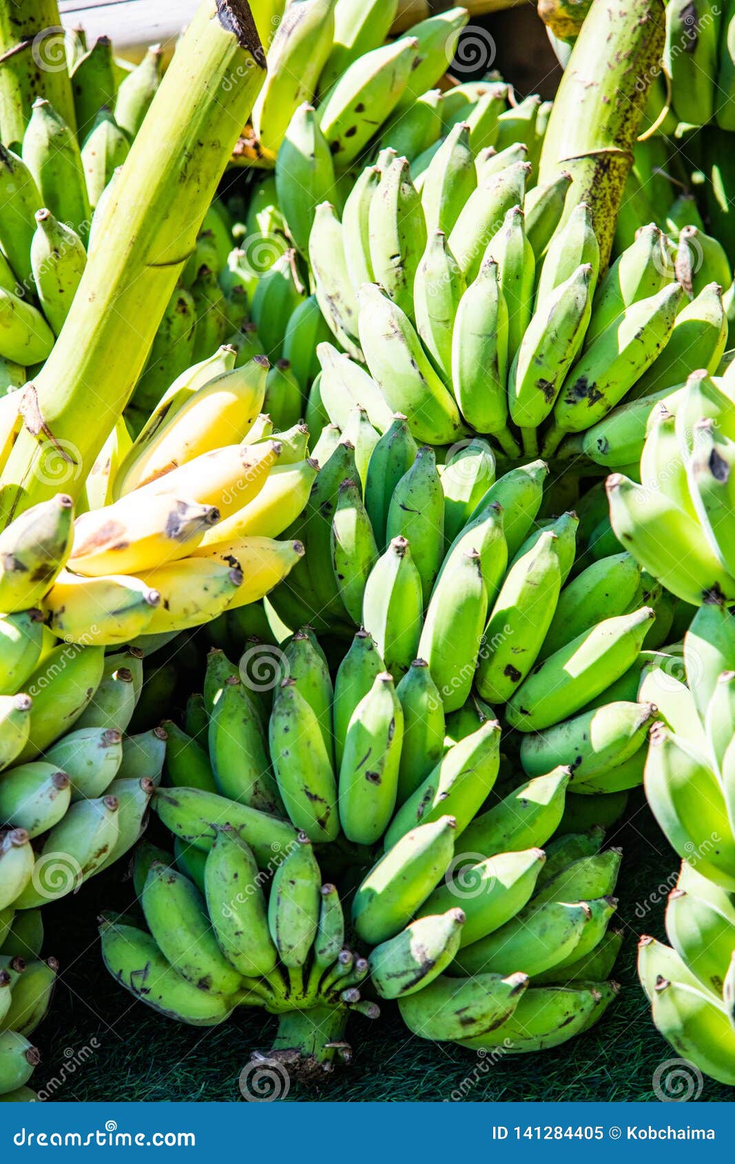Group of young banana stock image. Image of healthy - 141284405