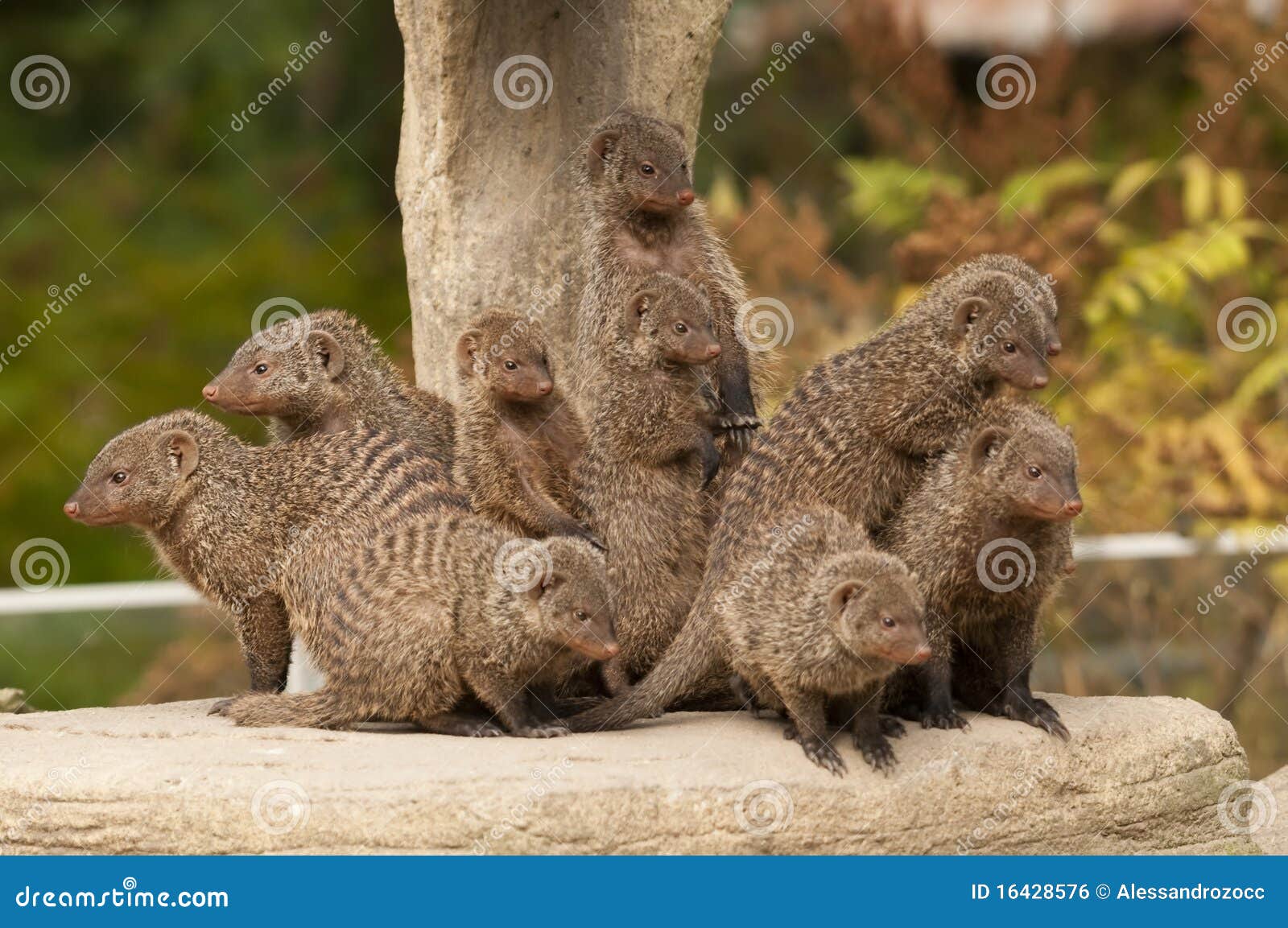 Group of Banded Mongoose stock photo. Image of behaviour - 16428576